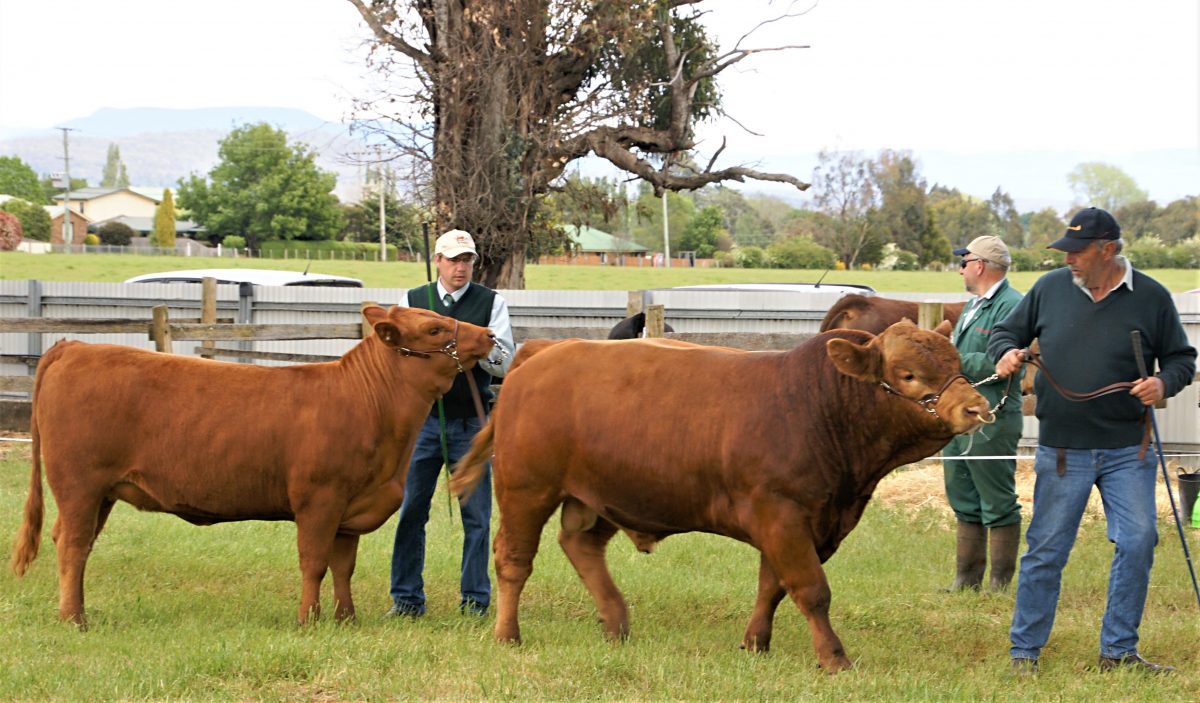 Cattle Competition – Westbury Agricultural Show