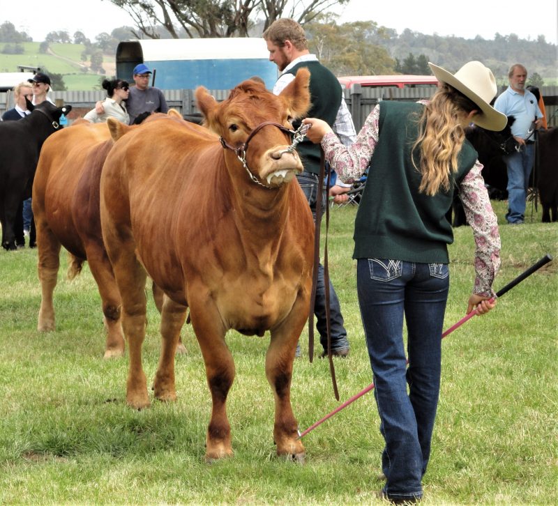 Cattle Competition – Westbury Agricultural Show
